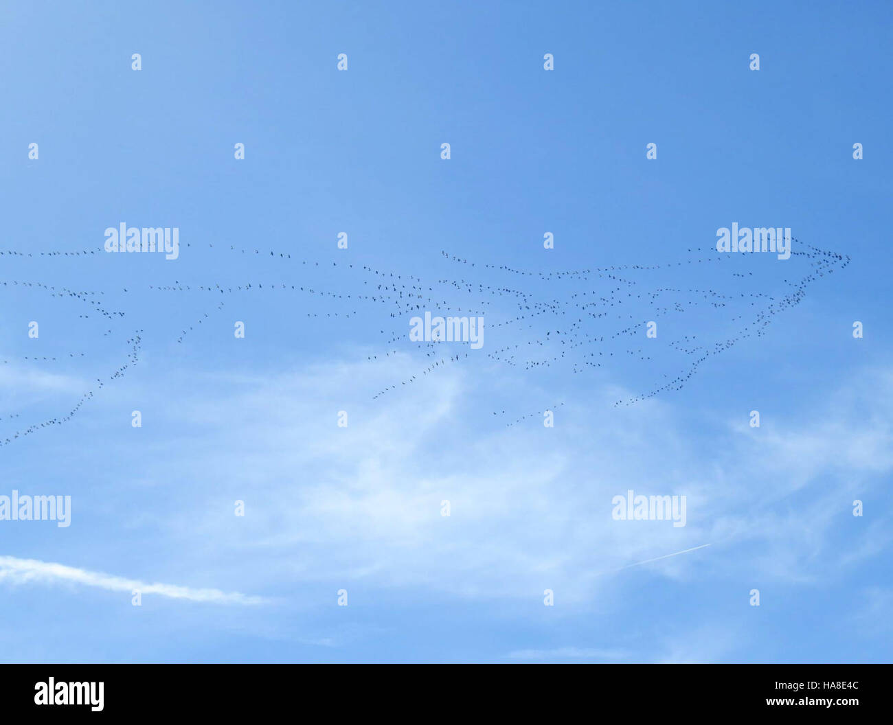 Snow geese migrating through National Park ecosystems demonstrate the ...