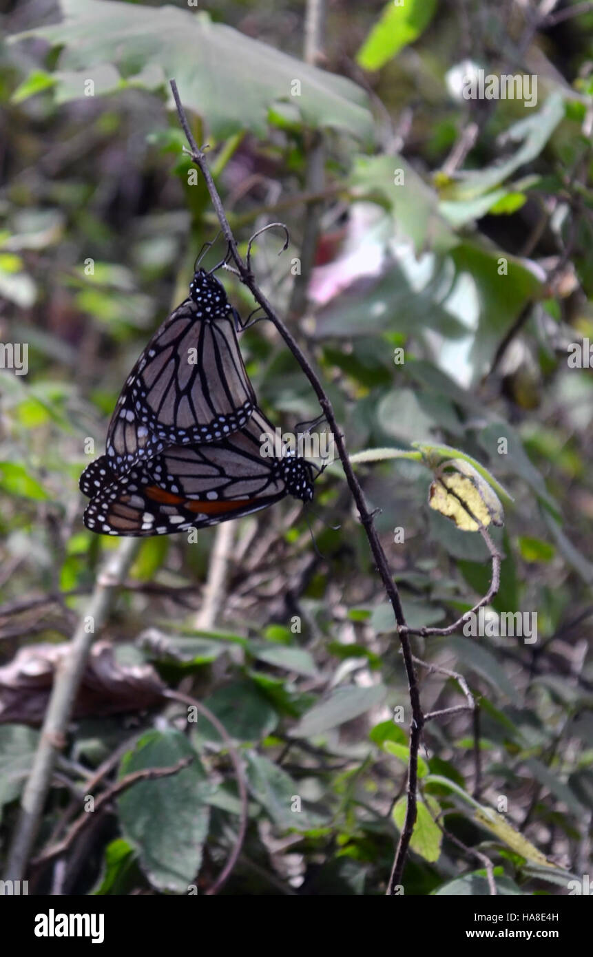 Monarch butterflies migrate to Mexico's National Park every year, where ...