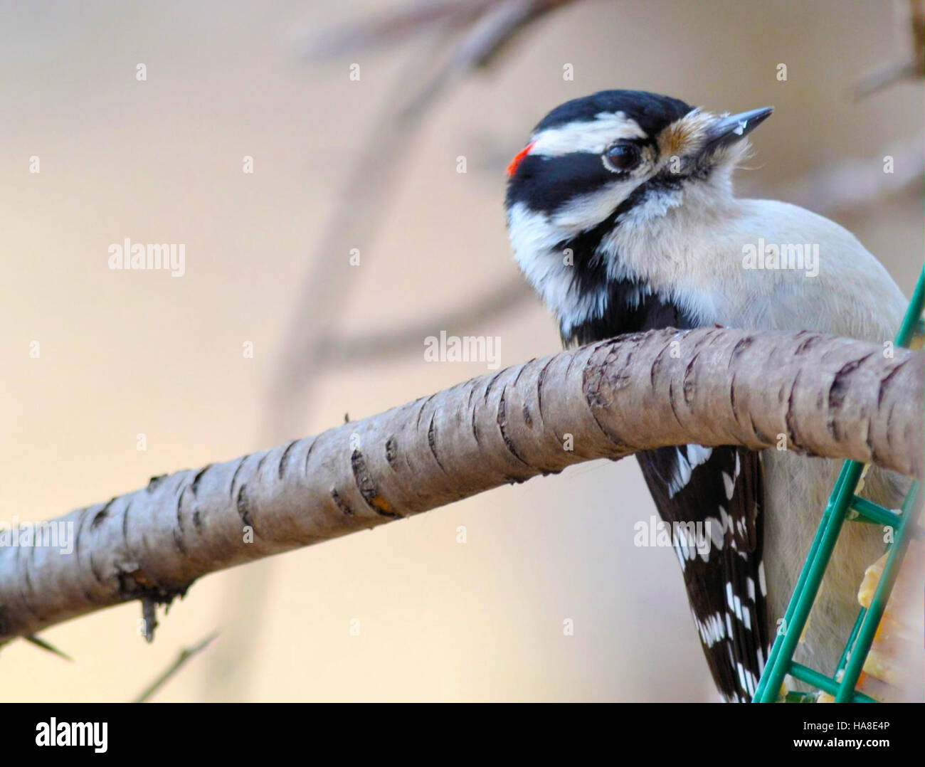 A Male Downy Woodpecker spotted in a national park, contributing to the ...