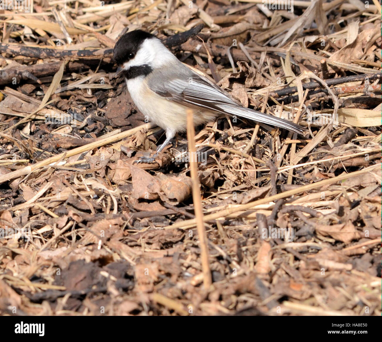 usfwsmidwest 25229073914 Black-capped Chickadee Stock Photo - Alamy