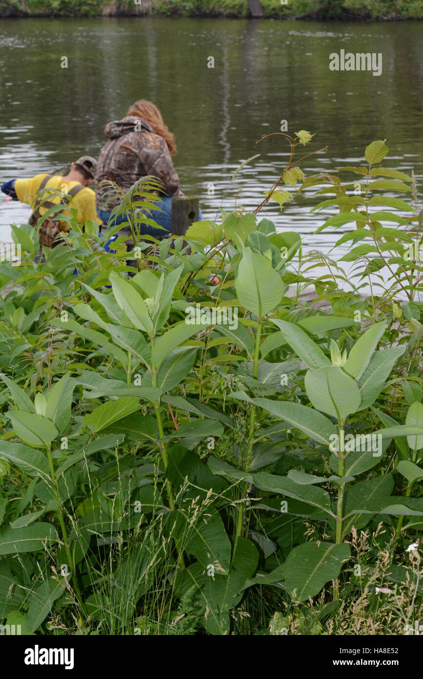 The Fish Rodeo event held at a national park involves activities such ...