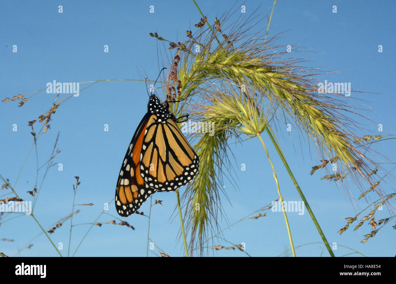 A Monarch butterfly rests on foxtail grass in a national park ...