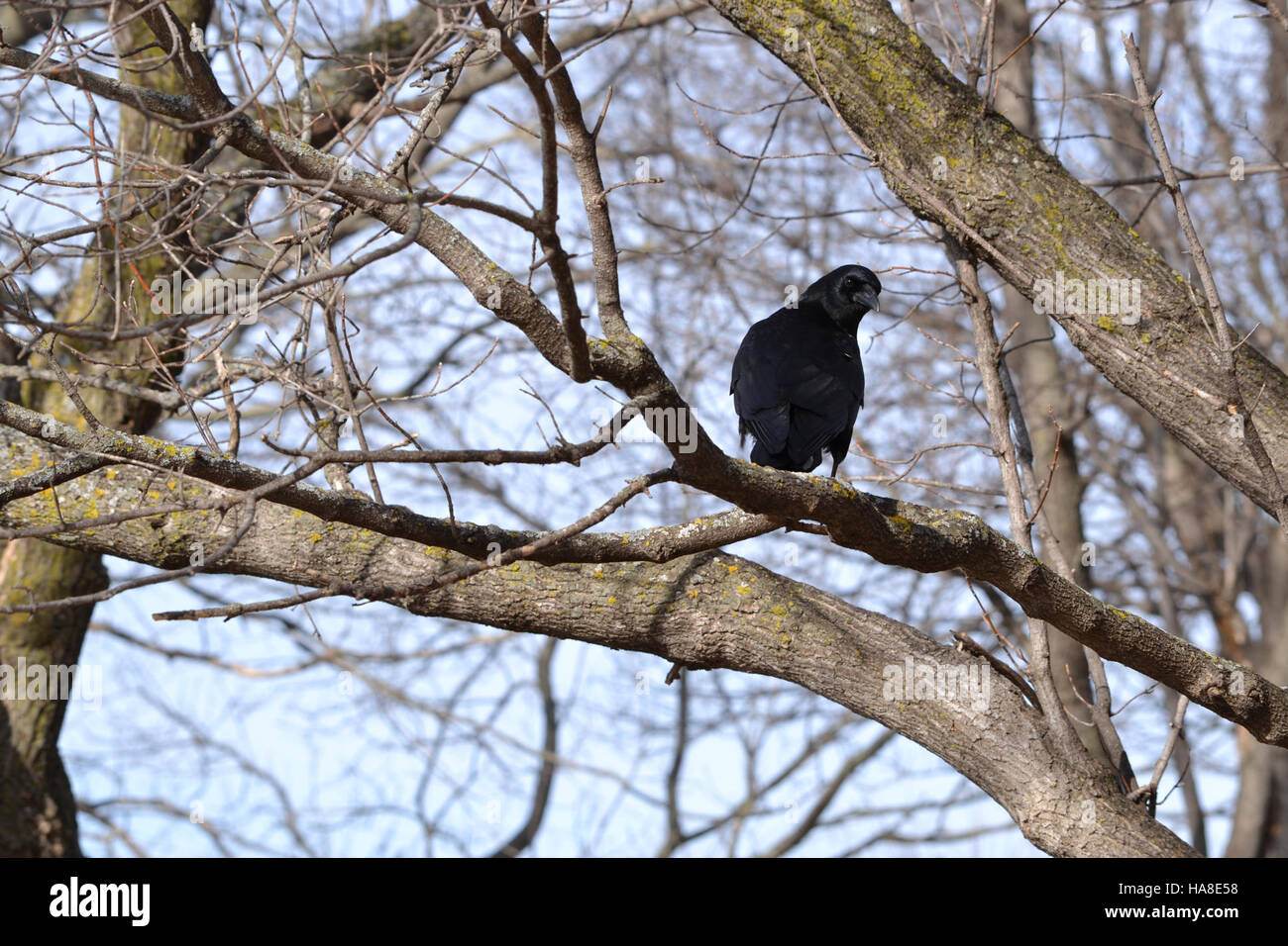 The American Crow, a highly intelligent and adaptable species, thrives ...