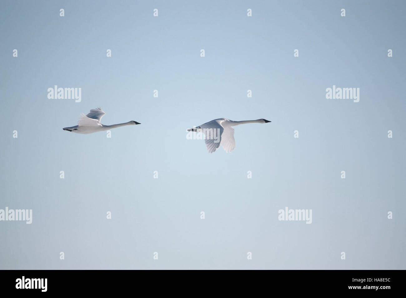 Tundra swans are migratory birds that visit the Midwest as part of ...