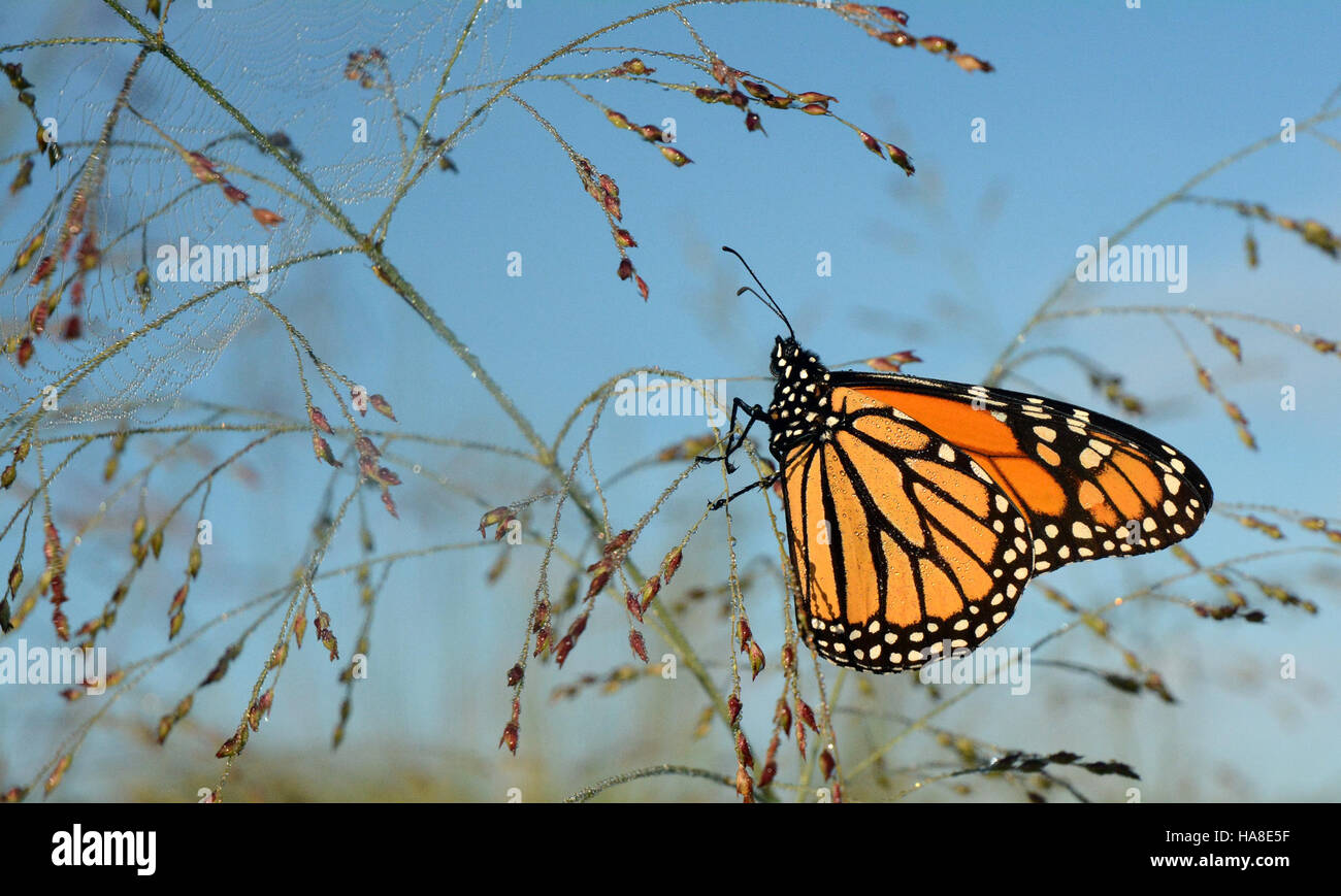 The image features a Monarch butterfly perched on switchgrass, a key ...
