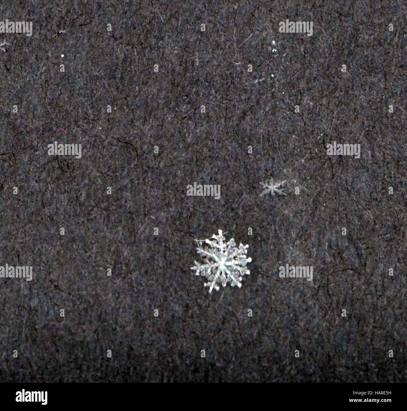 Stellar dendrite snowflake hi-res stock photography and images - Alamy