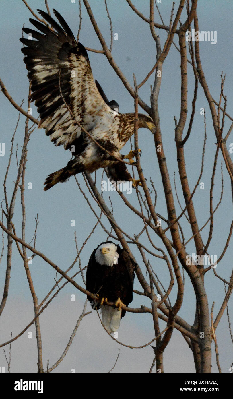 This image shows a bald eagle in its natural habitat, protected by the ...