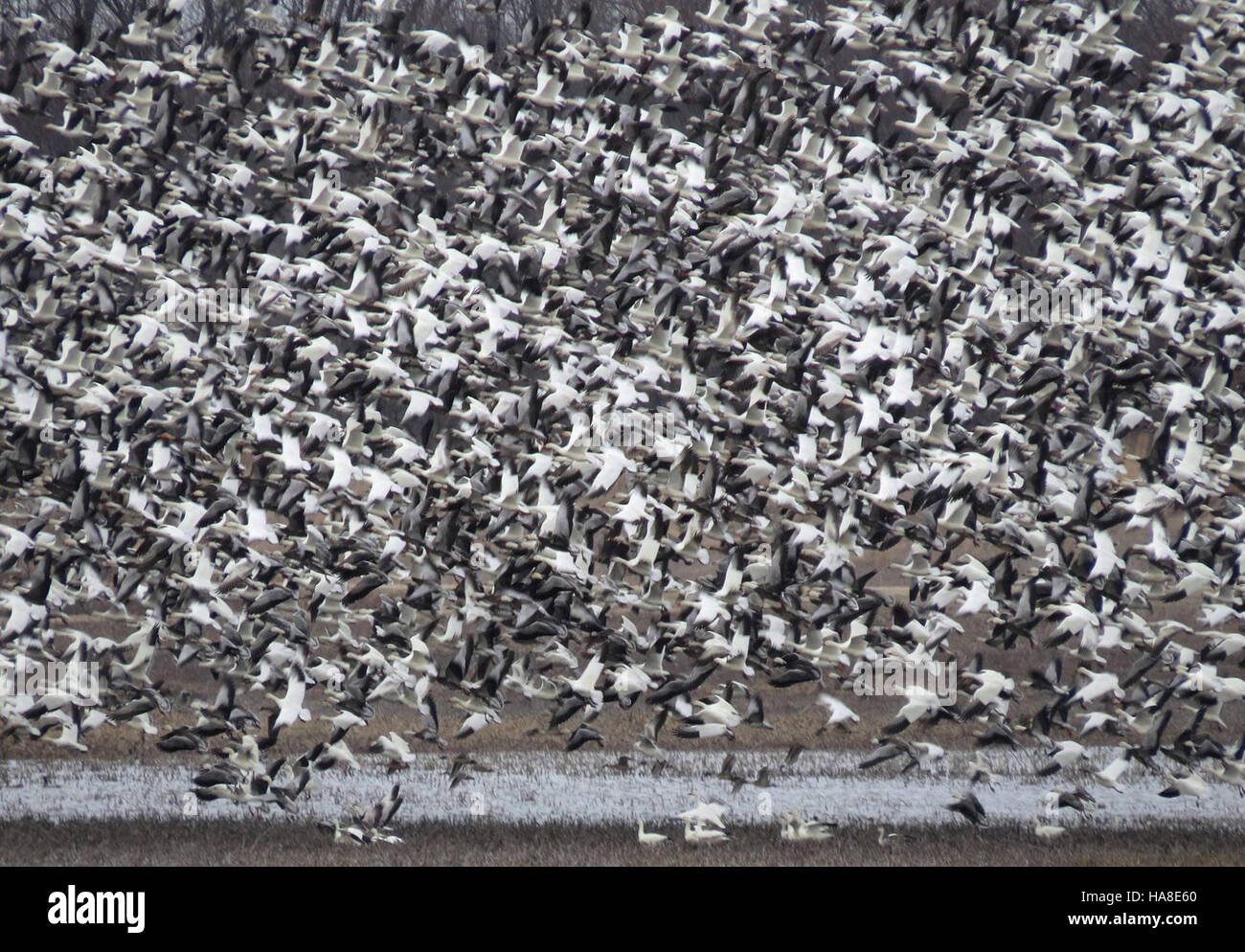 Snow Geese are seen migrating across a National Park, illustrating the ...