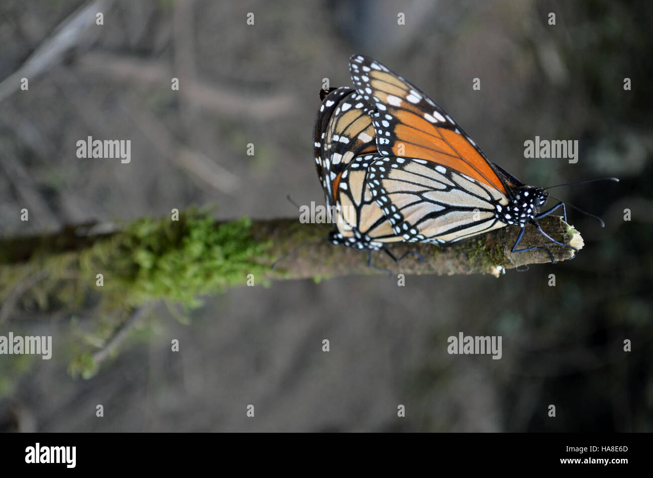 The migration of Monarch butterflies to Mexico’s national parks is a ...