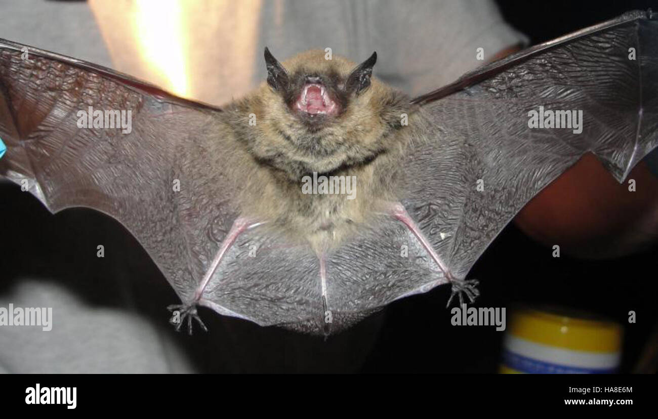 A captured bat from a national park in Nevada, identified as part of ...