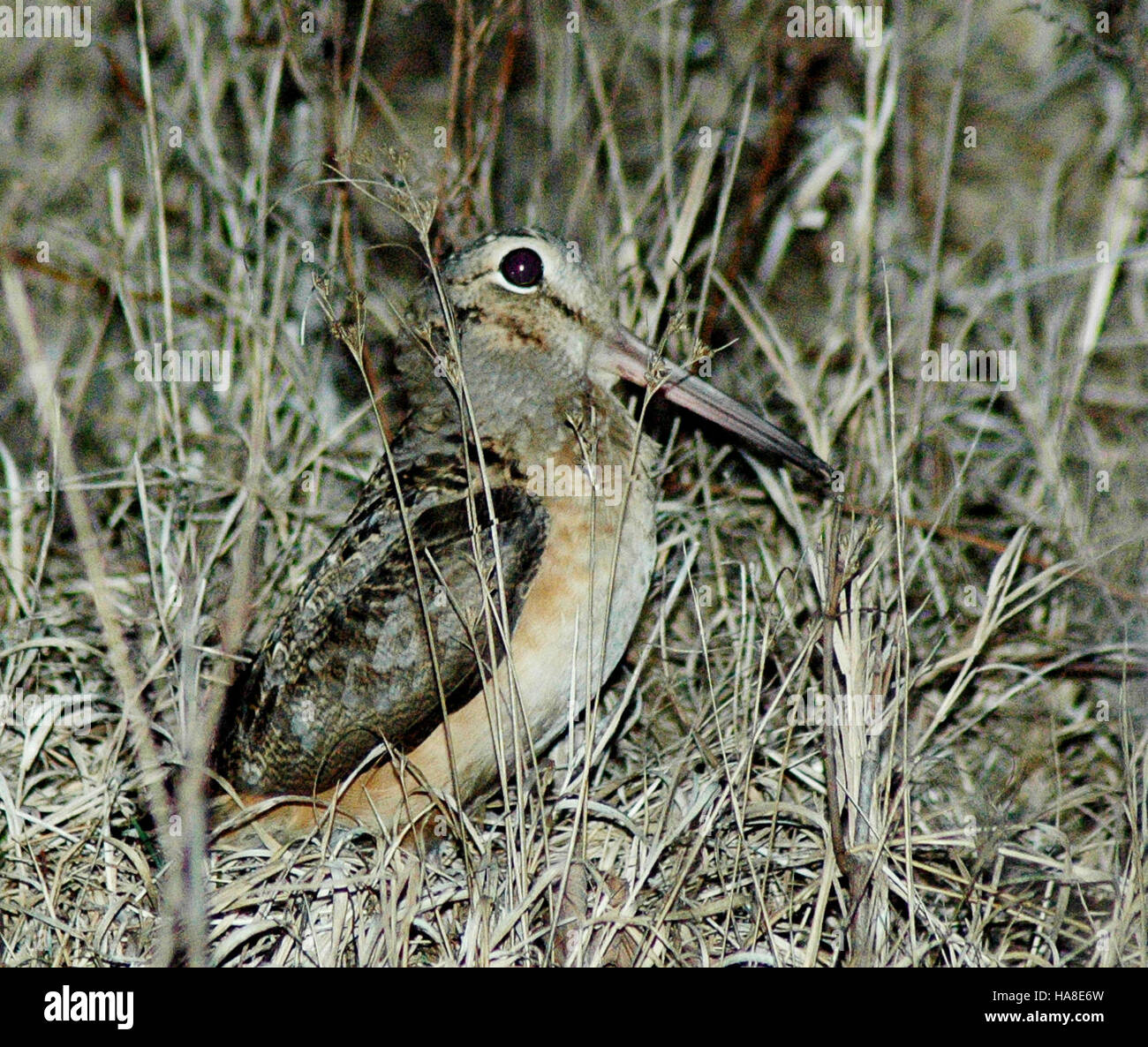 American woodcock hi-res stock photography and images - Alamy