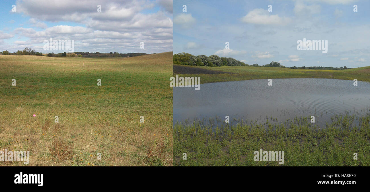 This before-and-after image shows the restoration of a prairie pothole ...