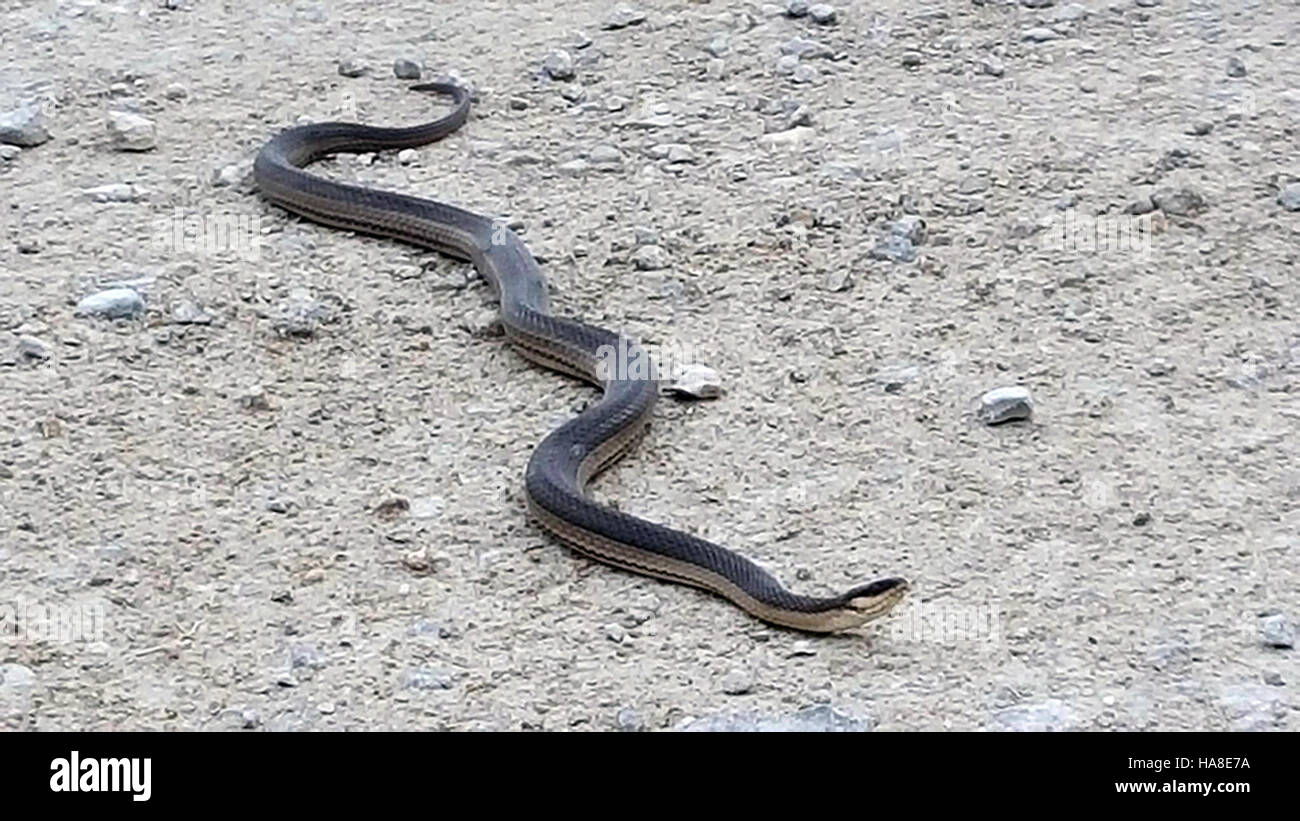Crayfish snake hi-res stock photography and images - Alamy
