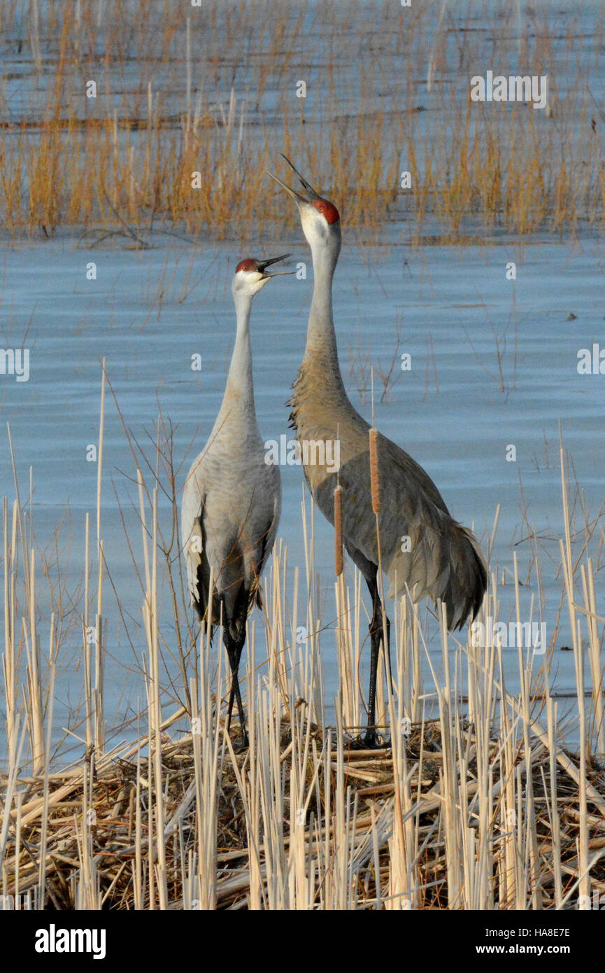 Sandhill cranes are observed in a National Park in the Midwest, an ...