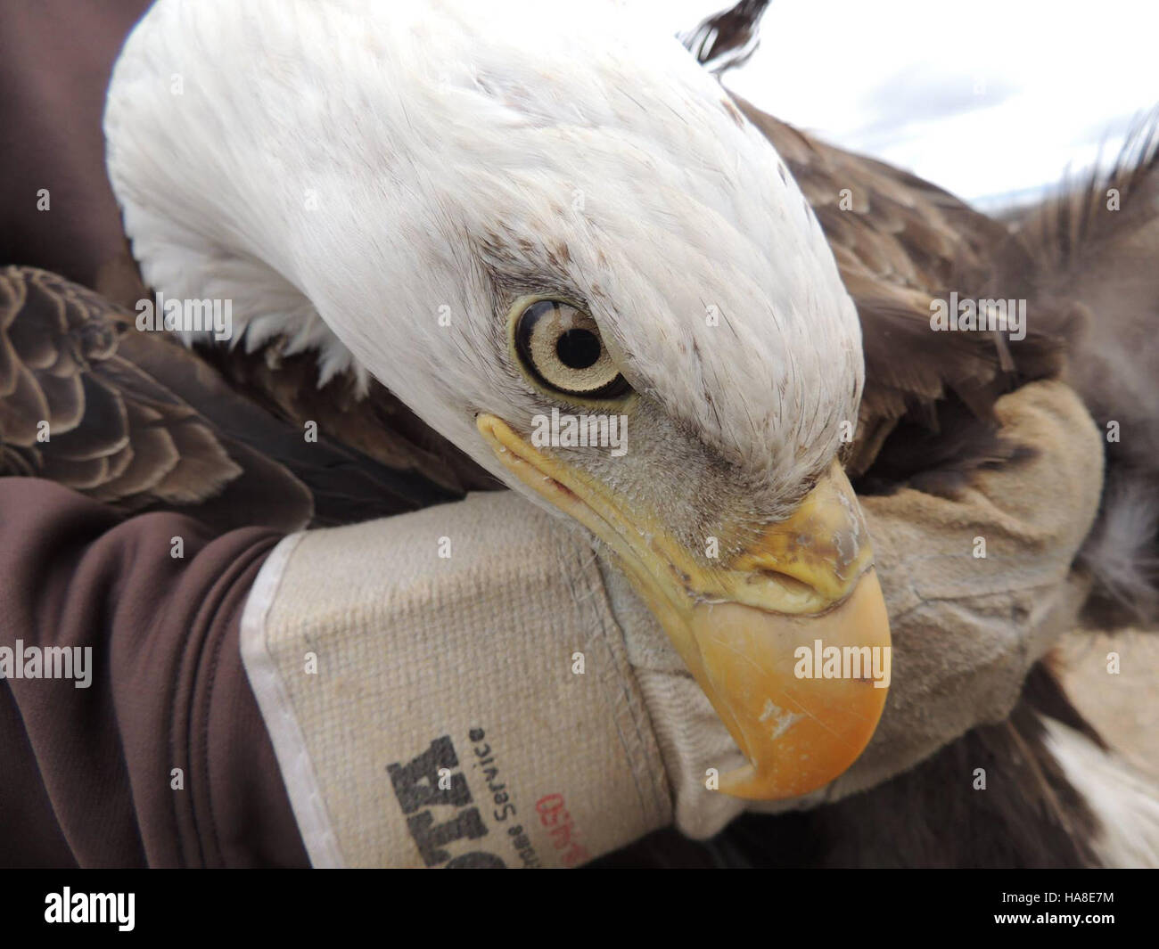 An injured Bald Eagle is being treated at a rehabilitation center ...