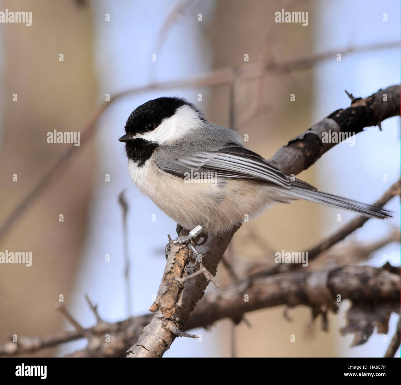 Black capped chickadee lands hi-res stock photography and images - Alamy