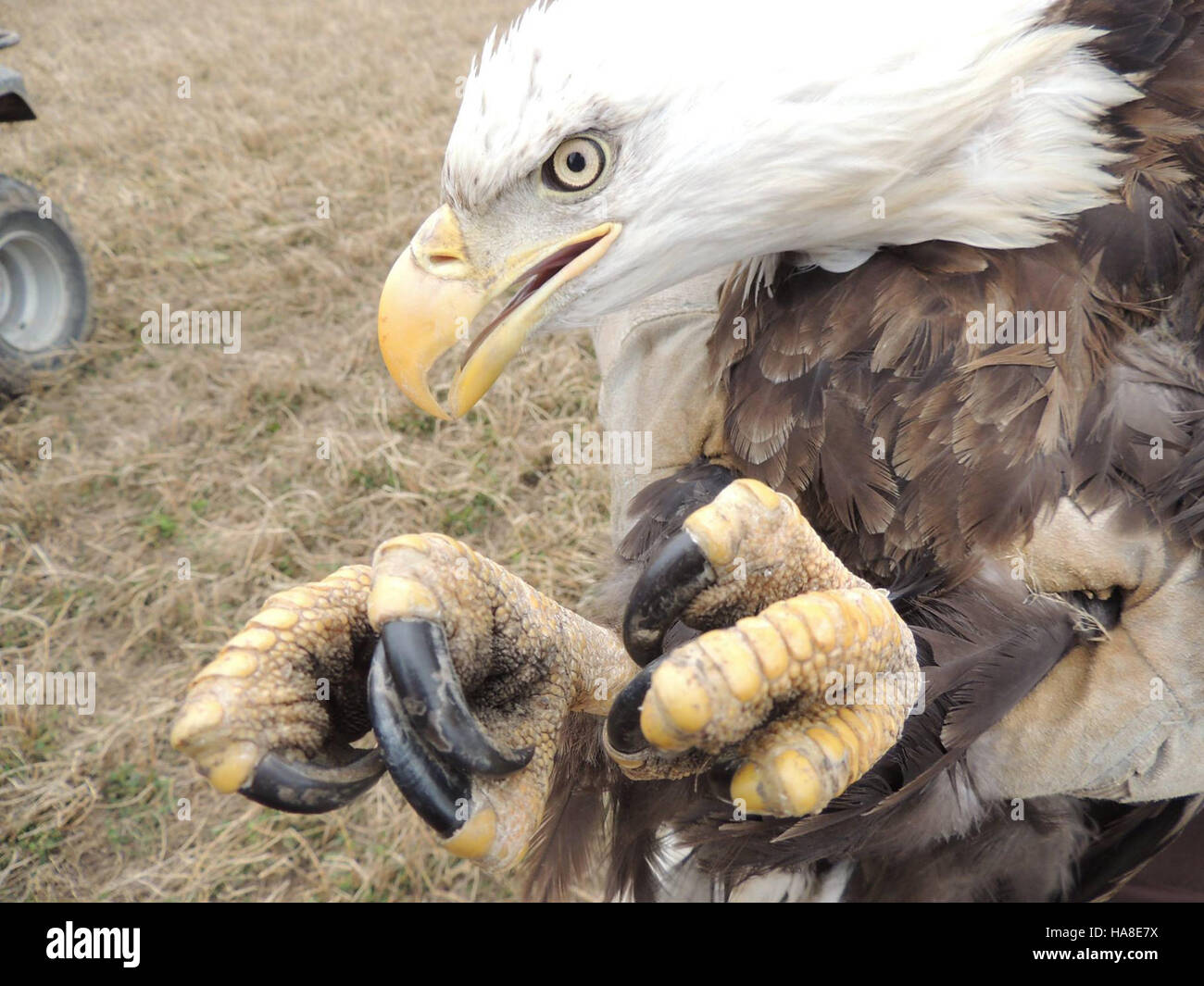 An injured bald eagle being treated at a National Park wildlife ...