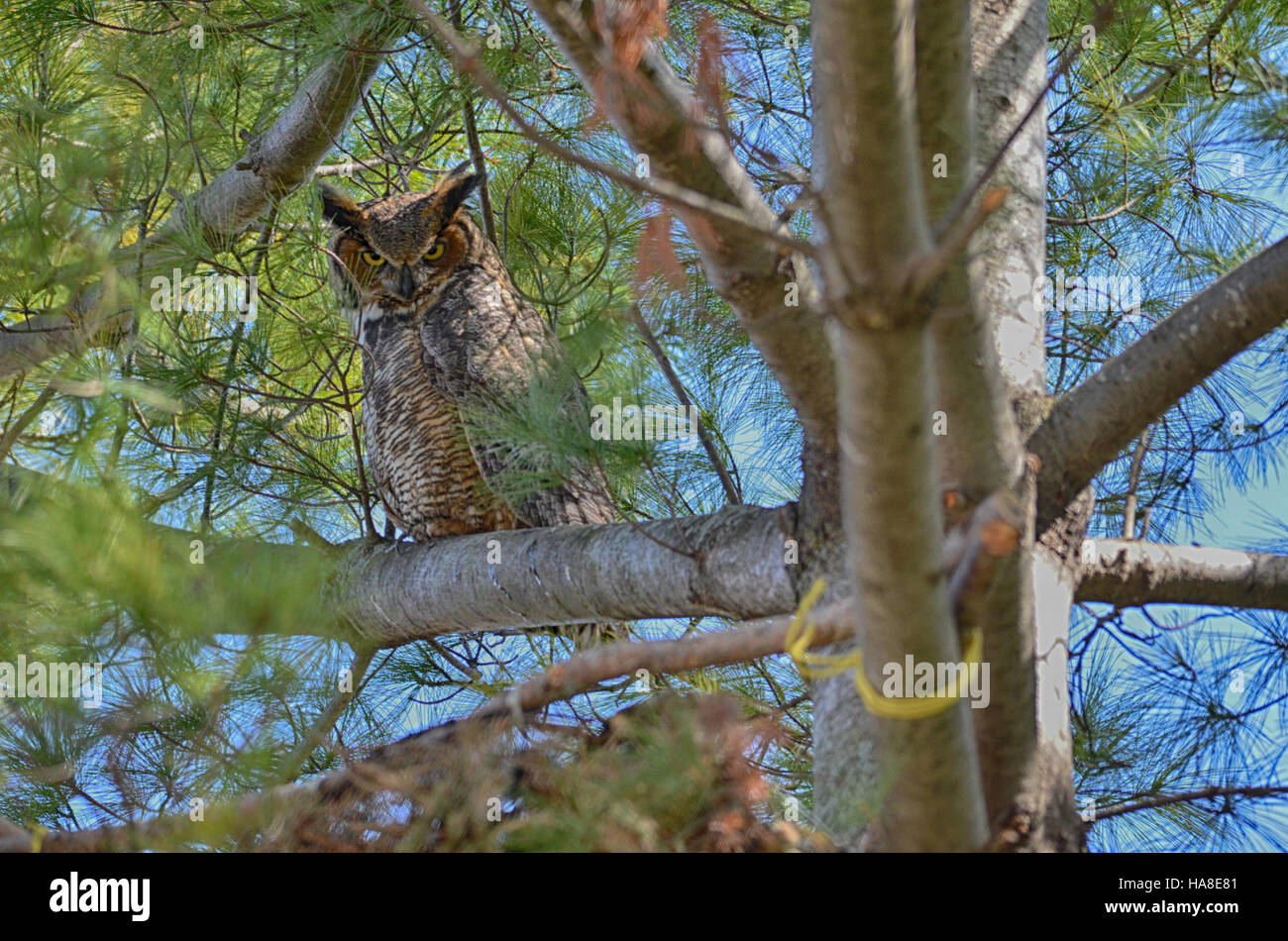 The Great Horned Owl, a large bird of prey, can be found in various ...