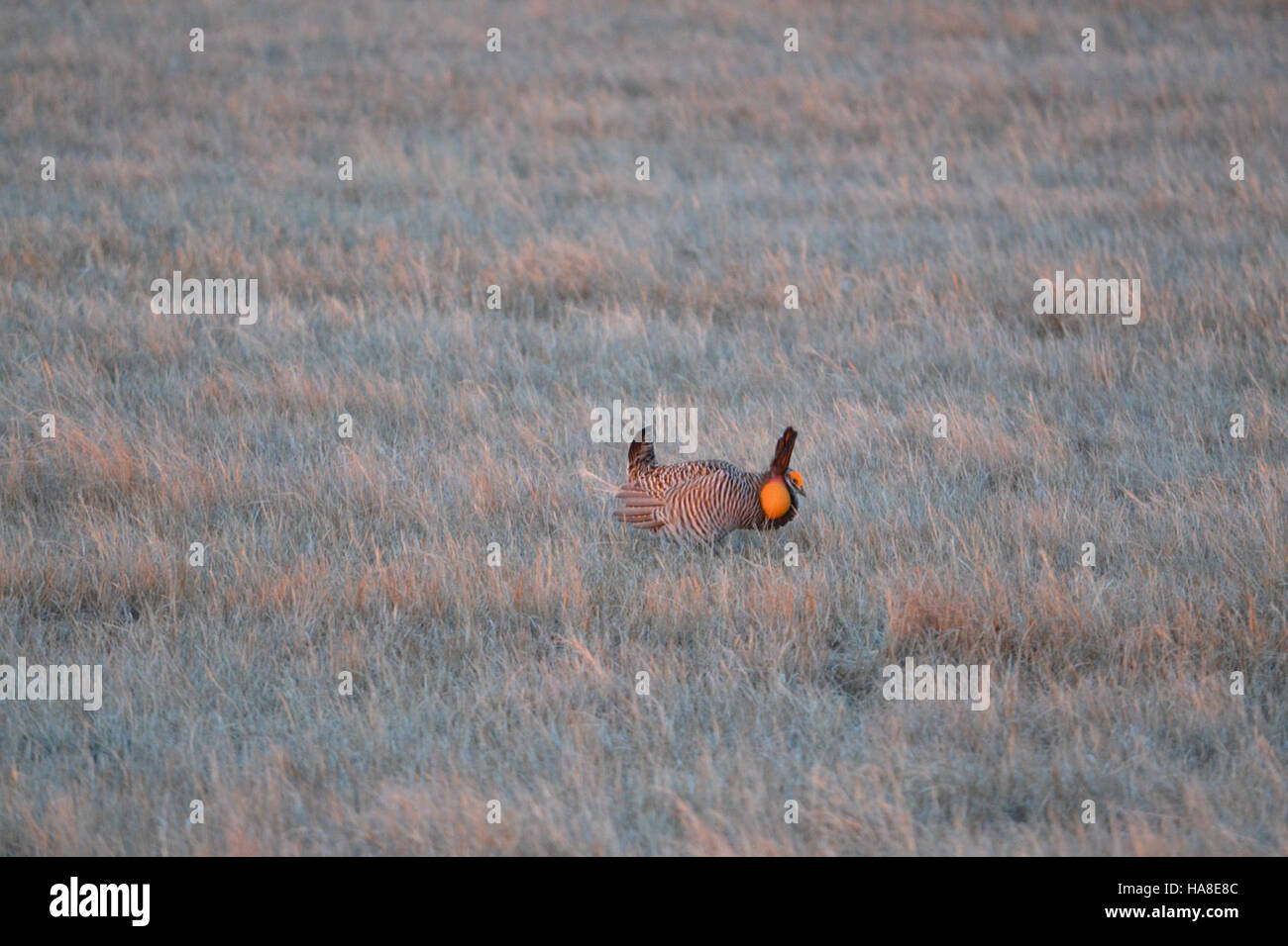 A Prairie Chicken is observed in its natural habitat within a national ...