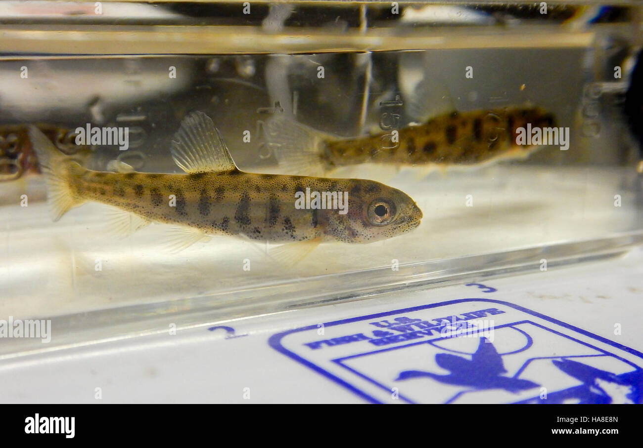 A juvenile Lake Trout in its natural habitat within a national park ...