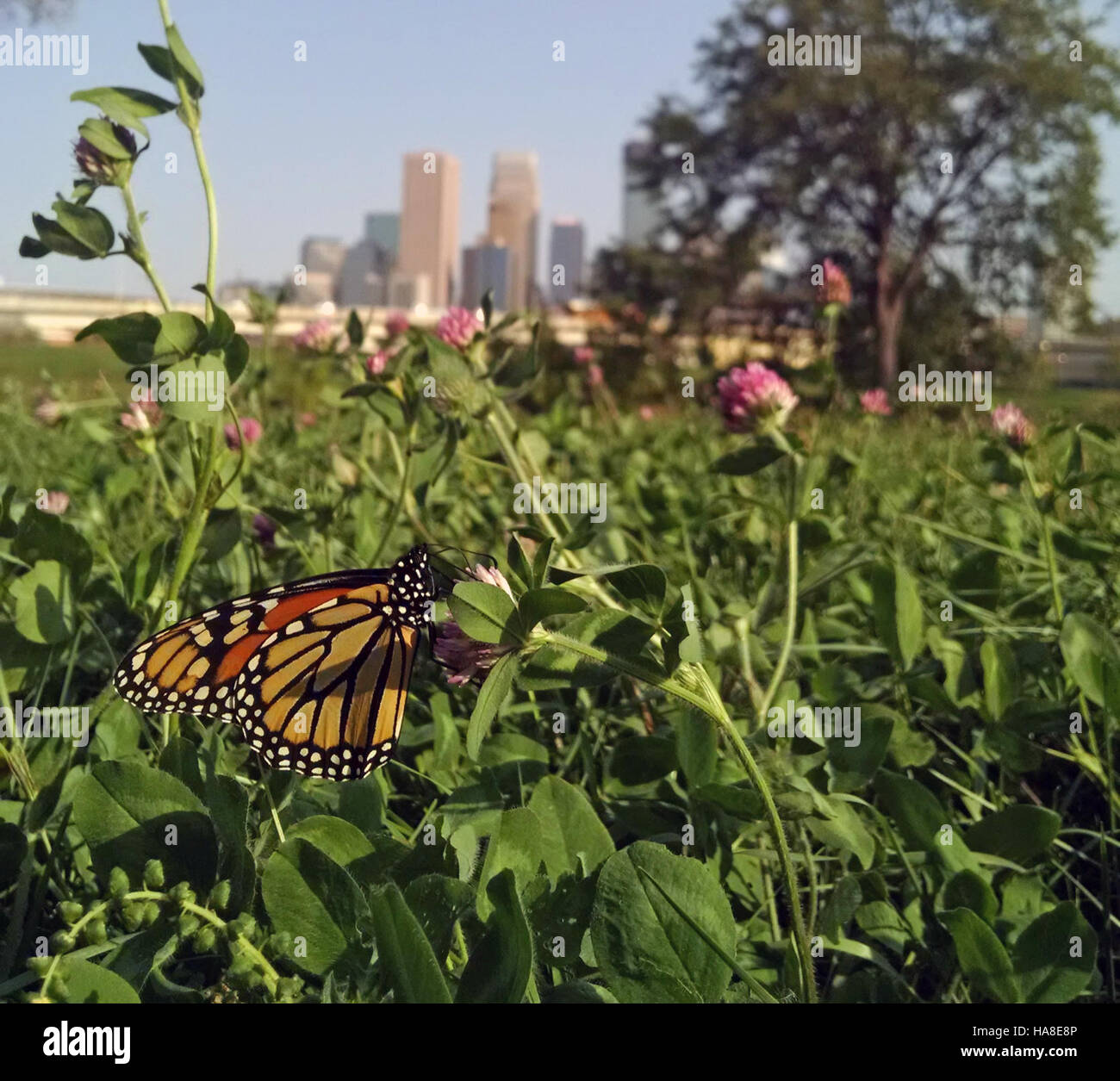 A Monarch Butterfly, a key species in pollination, is observed in the ...