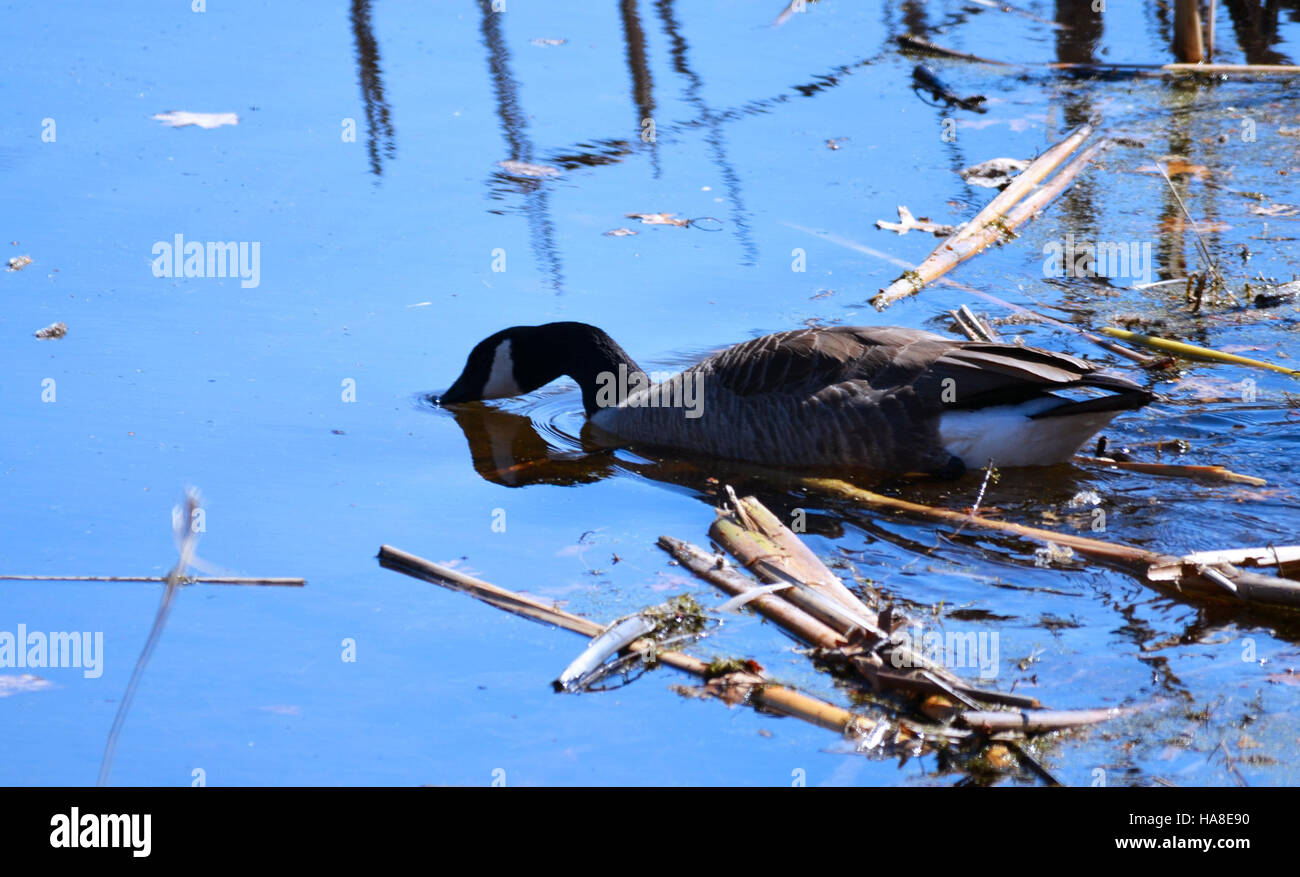 A Canada Goose drinking from a pond in a national park, highlighting ...