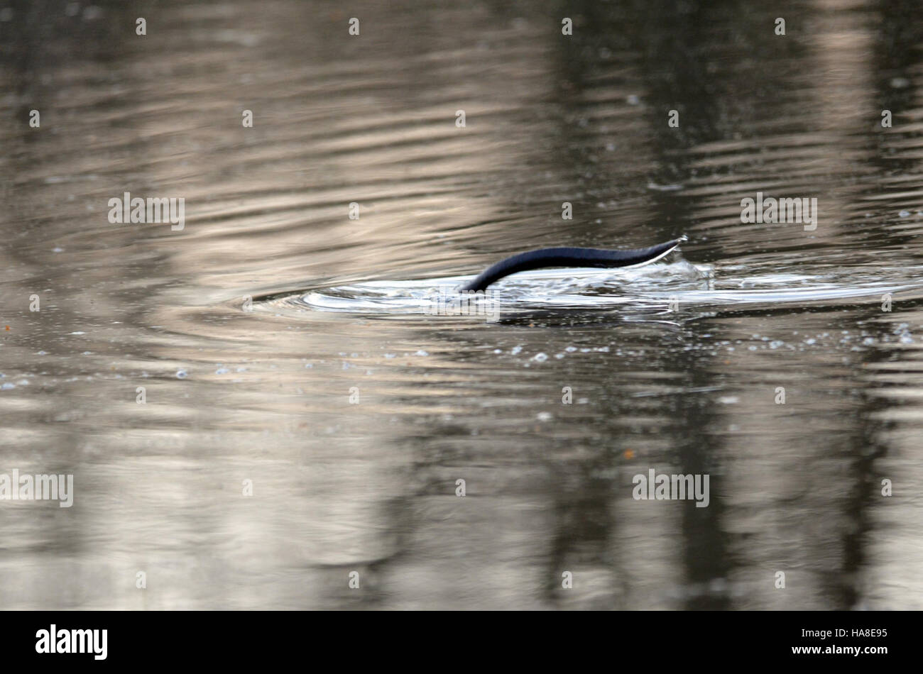 Muskrats tail hi-res stock photography and images - Alamy