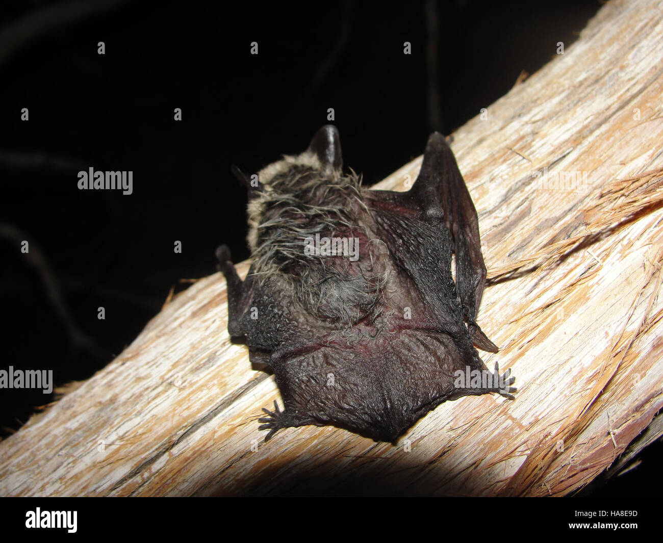 Bats in Nevada are an important species for maintaining ecosystem ...