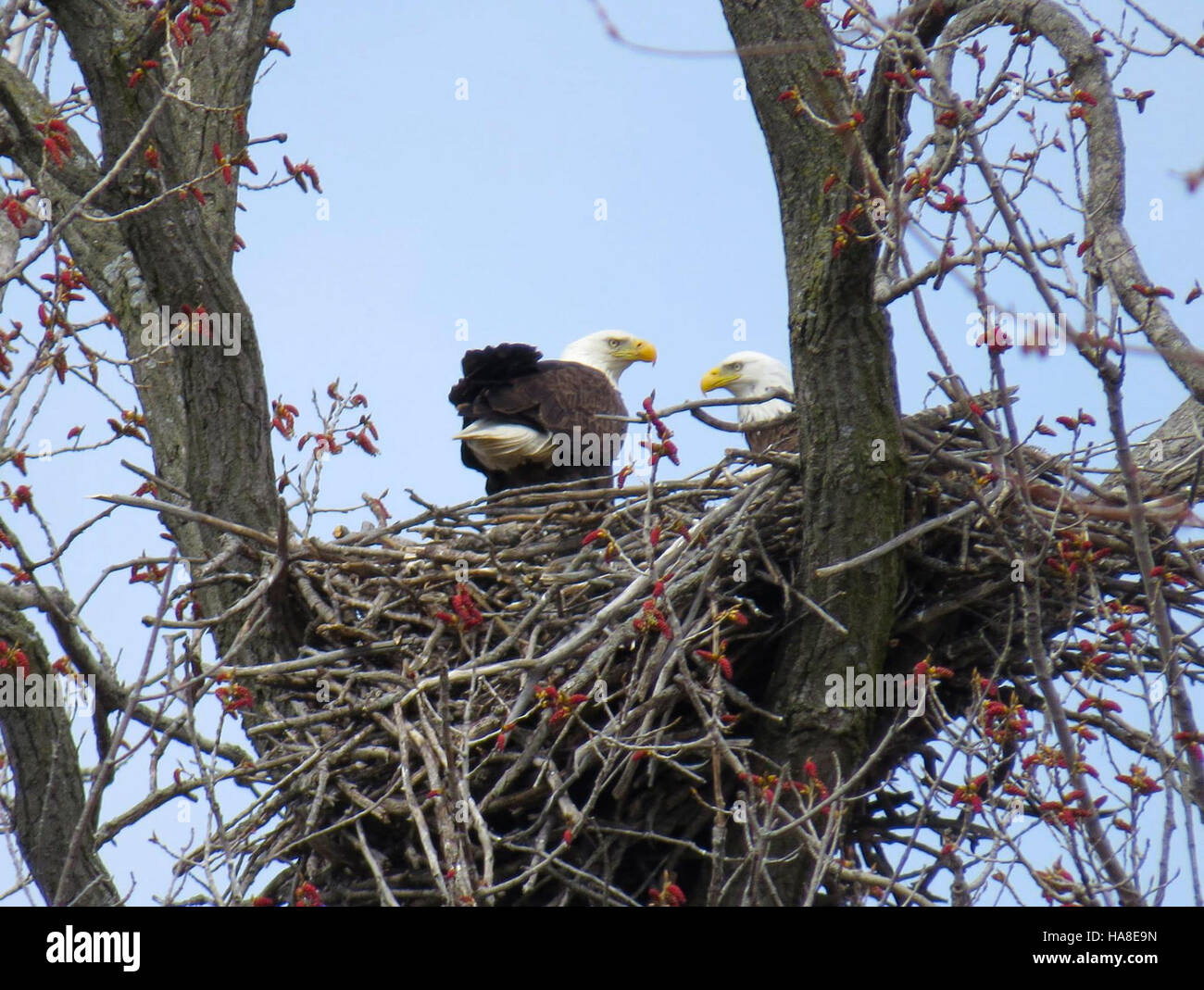 Bald Eagles nest in a national park, an important area for bird ...