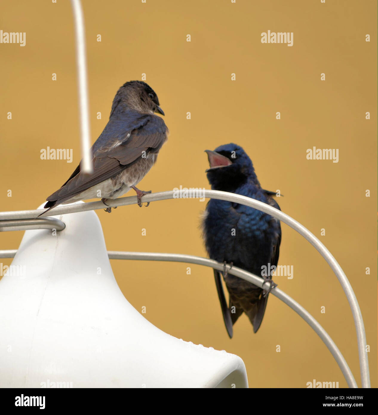The purple martin, a migratory bird, nests in the Midwest’s national ...