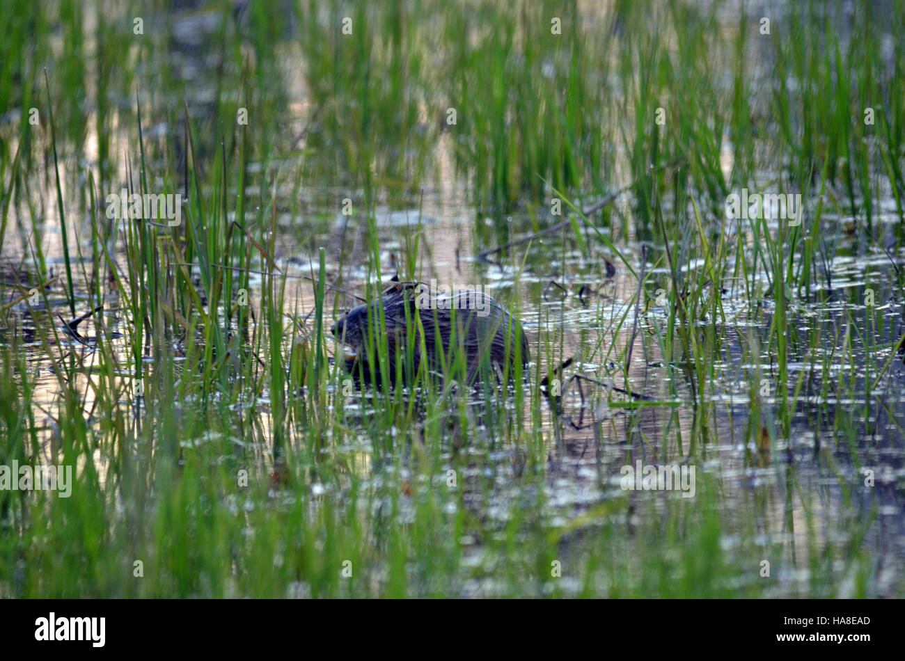 A muskrat feeding in a national park, highlighting the daily activities ...