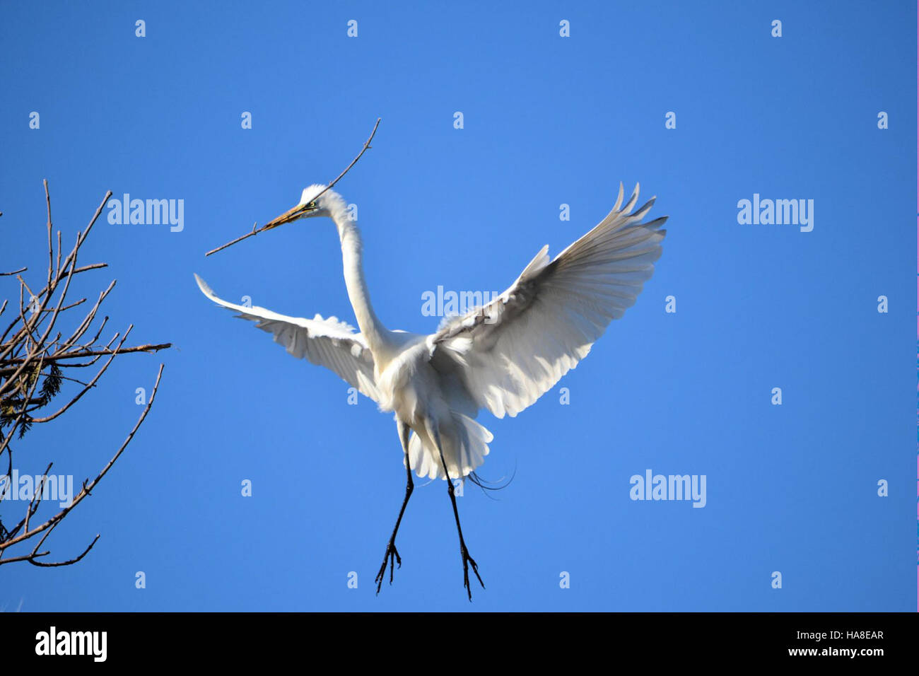 The Great Egret Nesting site in a U.S. National Park features these ...