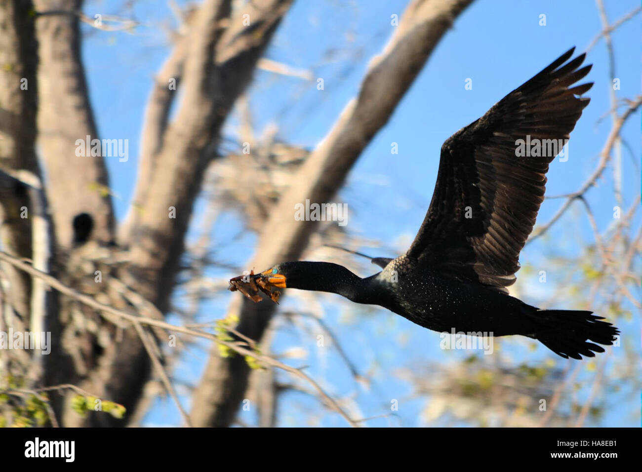 A Double-crested Cormorant is seen in a national park, showcasing the ...