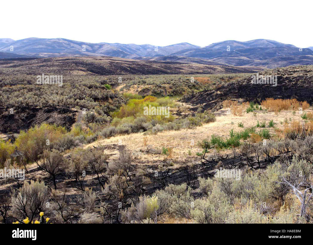 The Dunphy Complex Fires in Nevada impacted the National Park's ...
