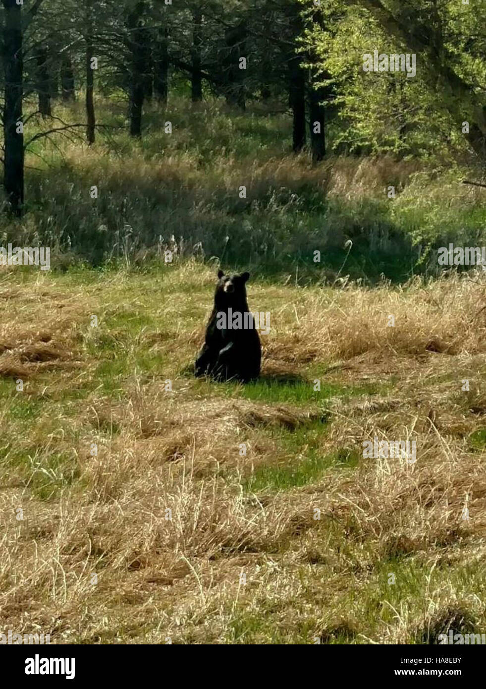The American Black Bear is a key species within a national park in the ...