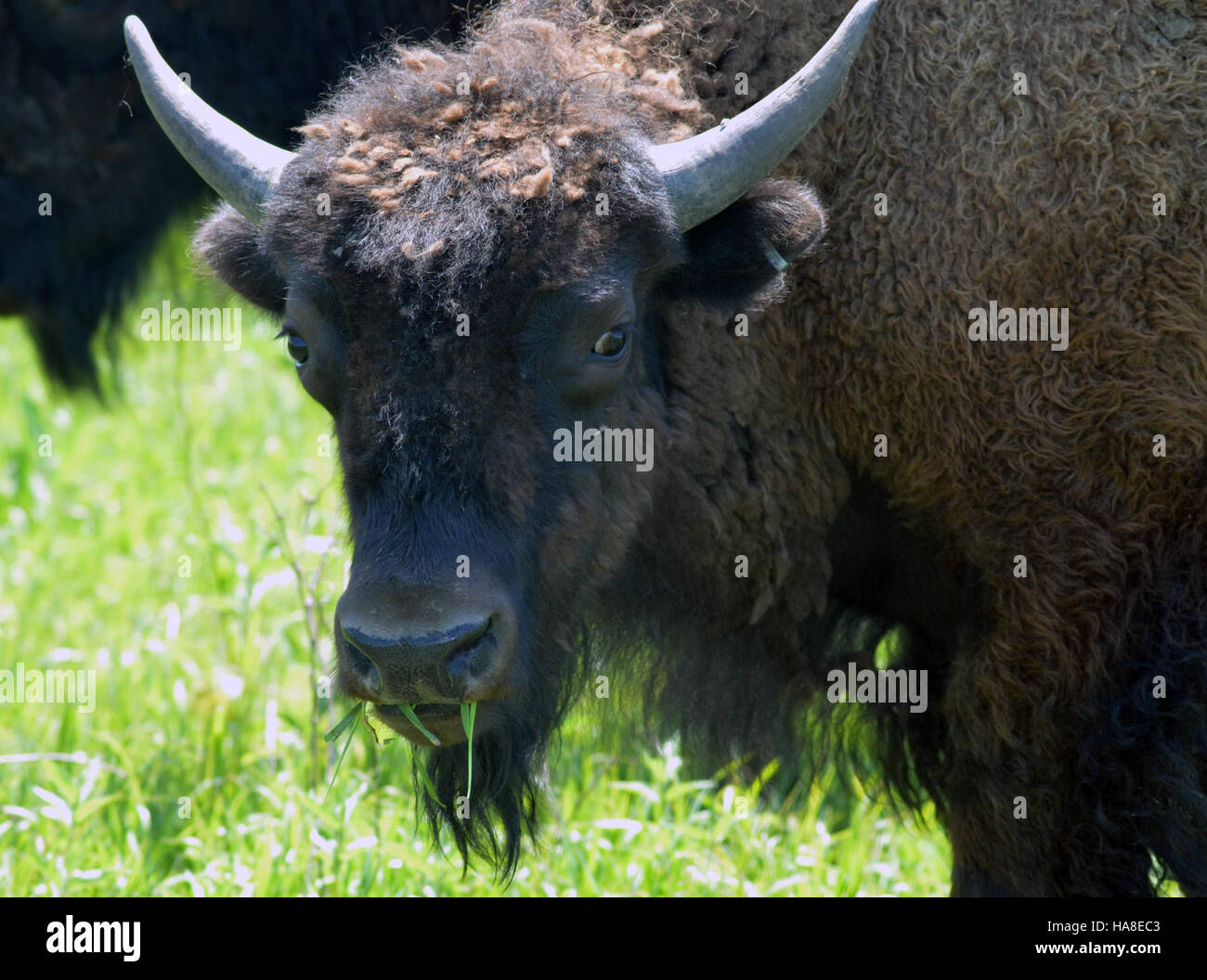 A young bison is seen grazing in a national park, representing the ...