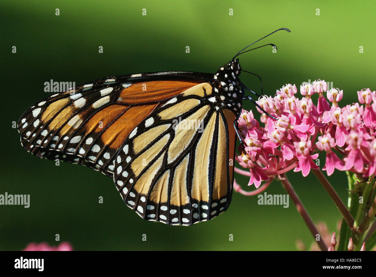 The Monarch Butterfly migrates through various National Parks in the ...