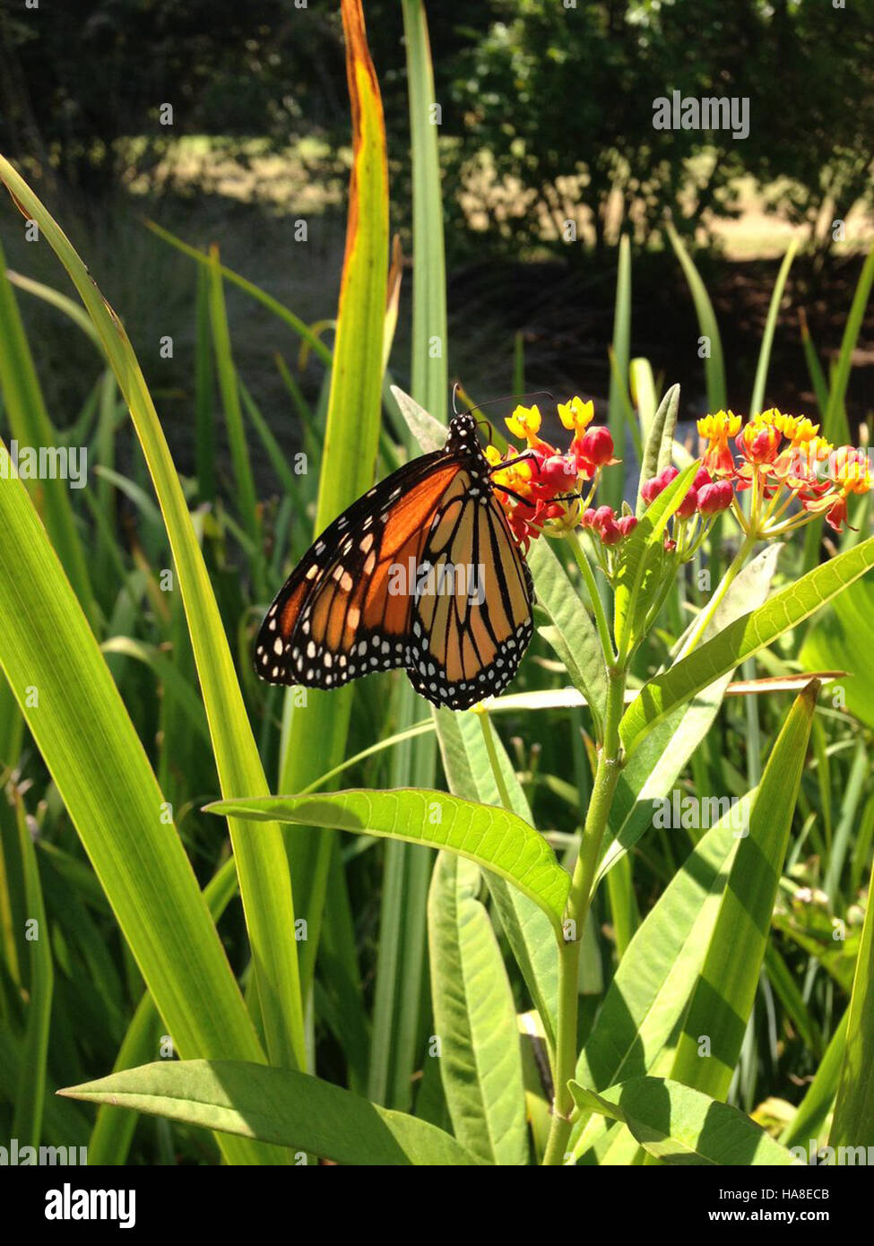 The Monarch Butterfly, a critical species for pollination, thrives in ...