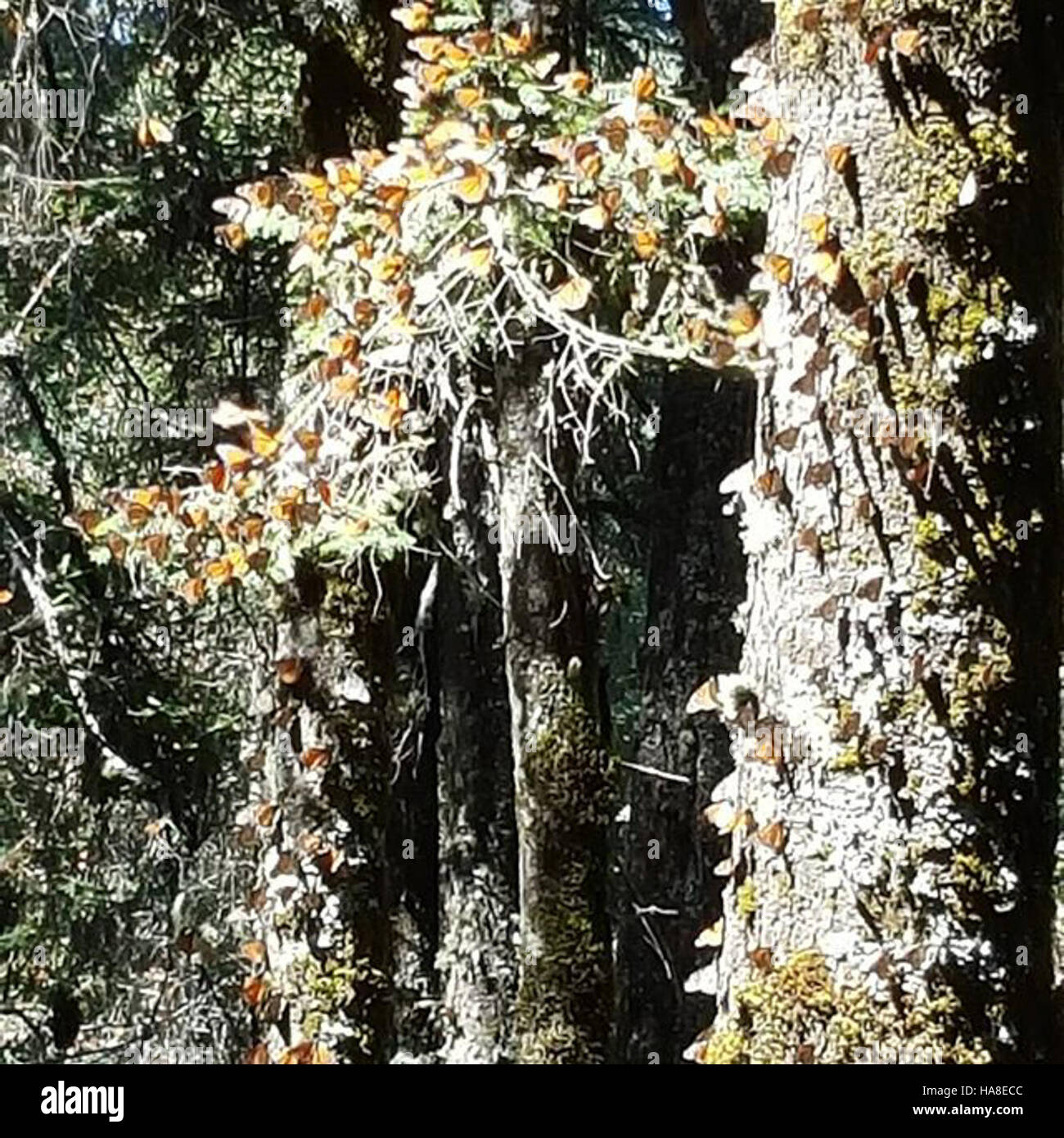 Monarch butterflies are found in Texas' national parks during their ...