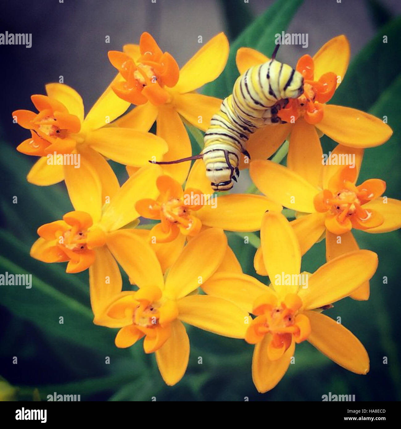 A Monarch caterpillar spotted in Florida National Park, contributing to ...