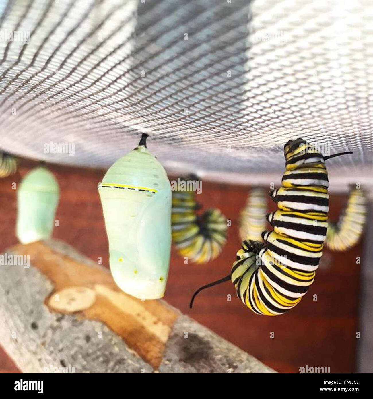 Monarch caterpillars and chrysalises in a Texas national park represent ...