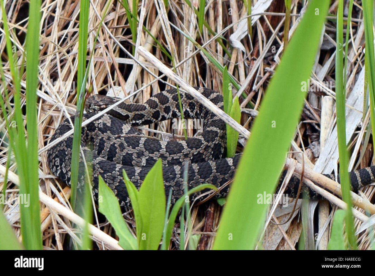 Eastern massasauga rattlesnake hi-res stock photography and images - Alamy