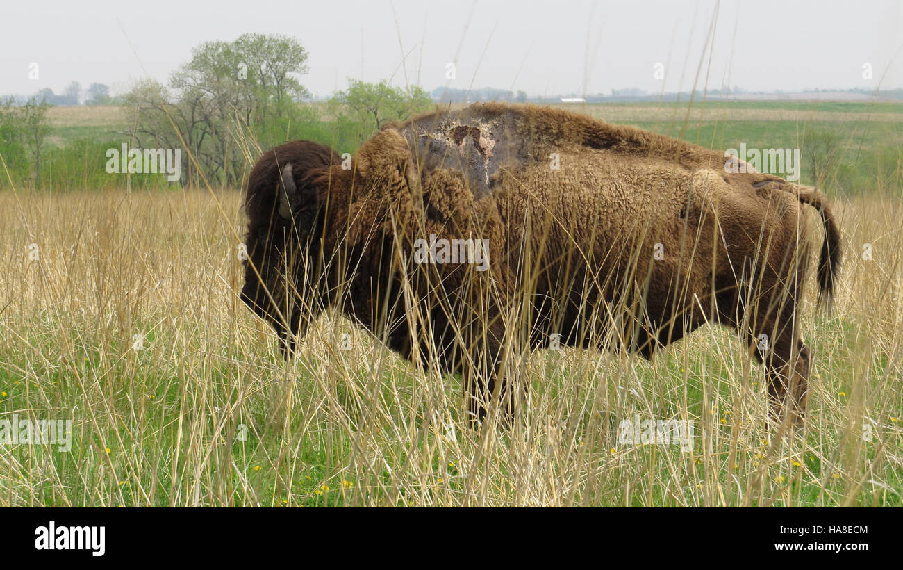 Sparky the bison is a well-known resident of a national park in the ...