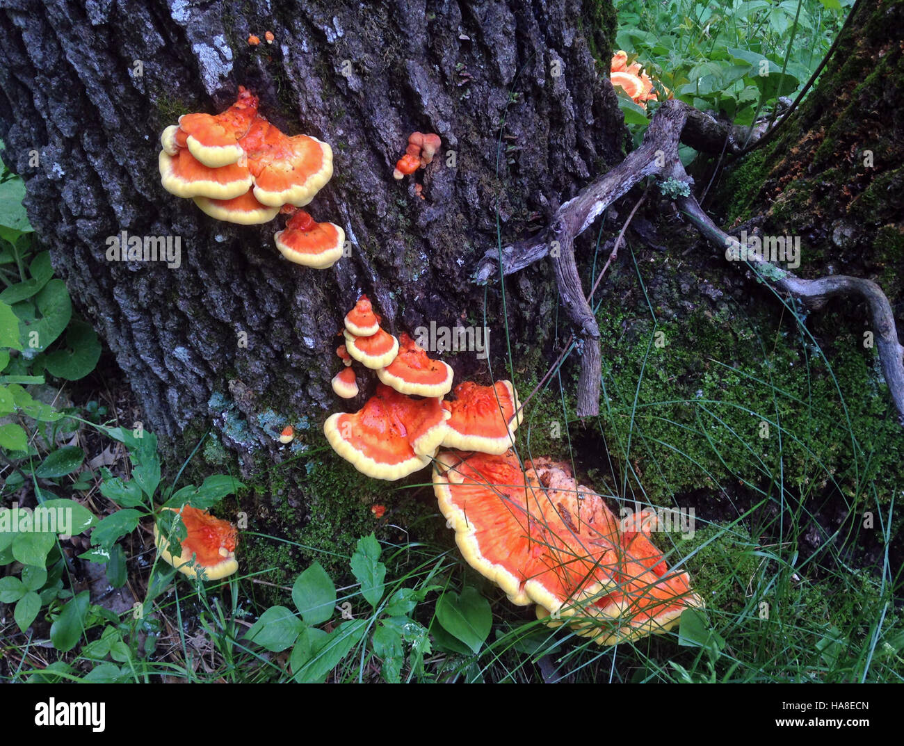 Chicken woods fungus found hi-res stock photography and images - Alamy