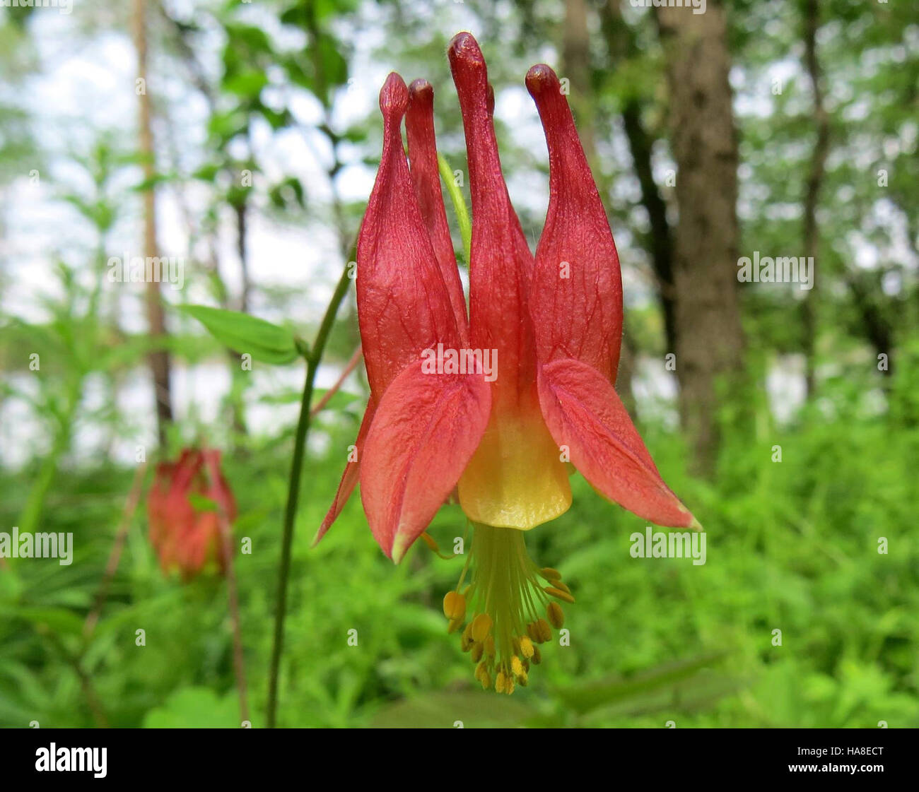 The Wild Columbine, a native flowering plant, is featured in a national ...