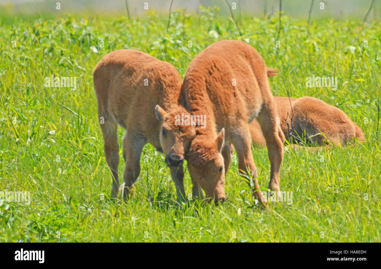 Bison calves in an Iowa national park demonstrate their playful ...