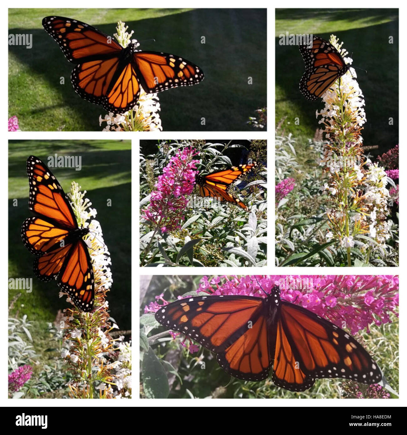 Monarch Butterflies are an iconic species in Iowa, playing a critical ...