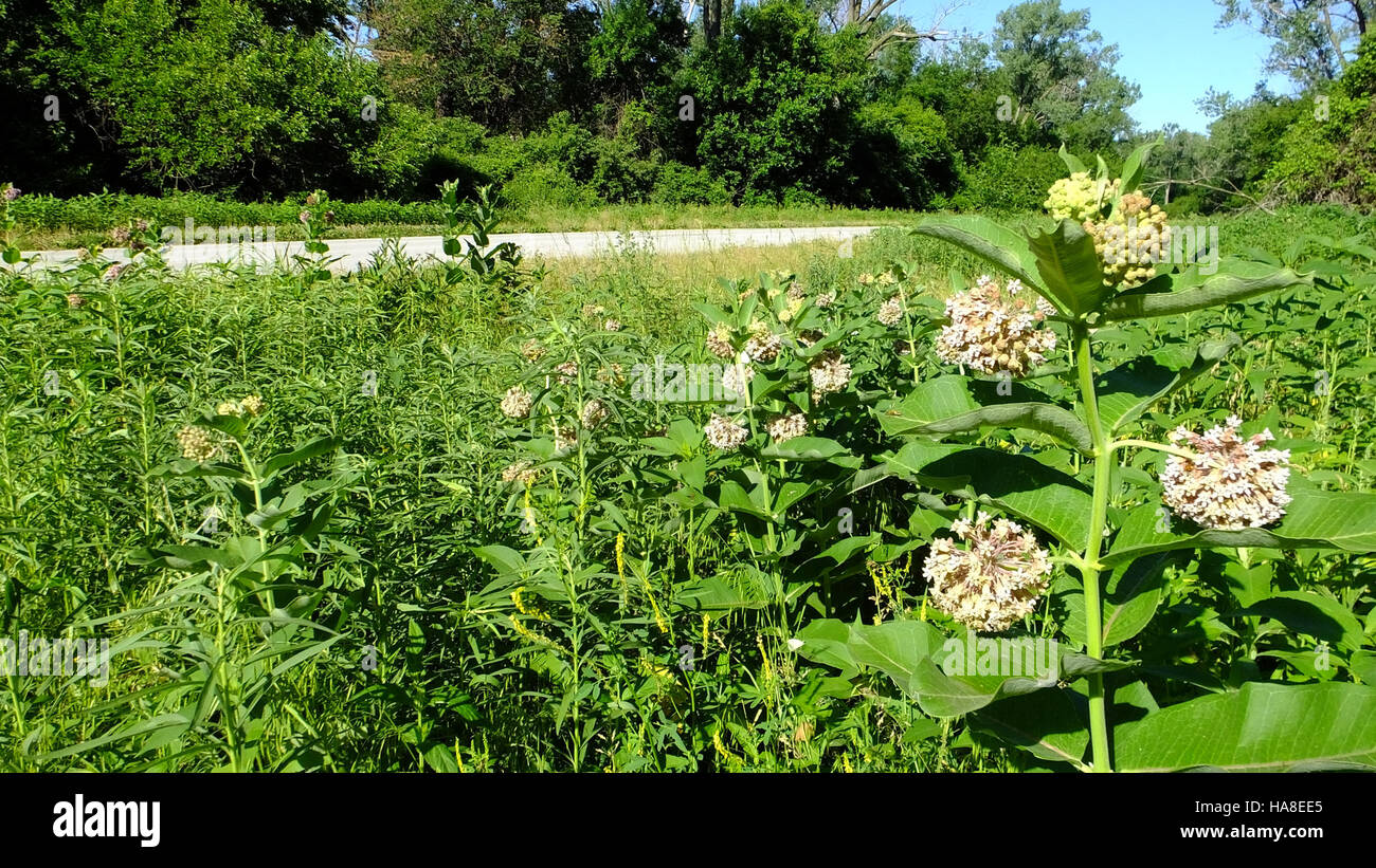 Milkweed plants, which play a vital role in the life cycle of monarch ...
