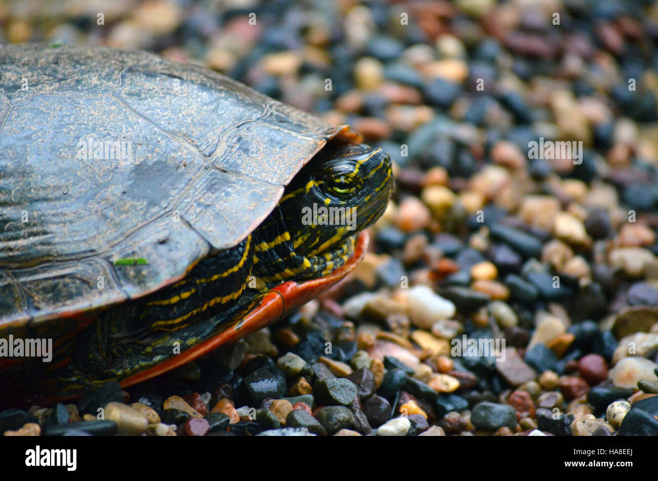 The All Clear status indicates that there are no ongoing hazards or ...