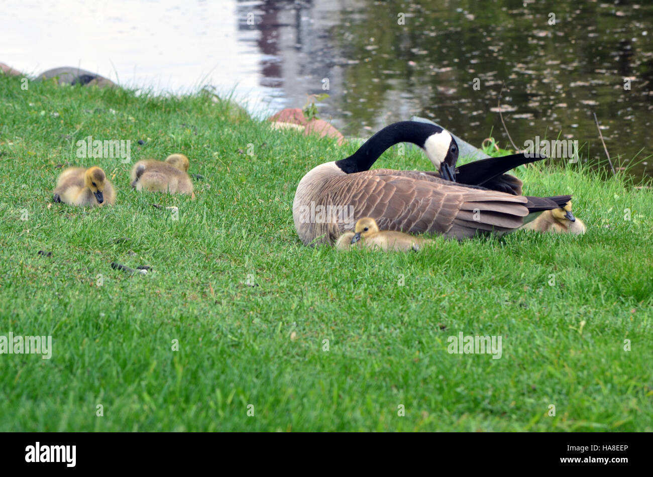 A Canada Goose with goslings in a national park, representing the ...